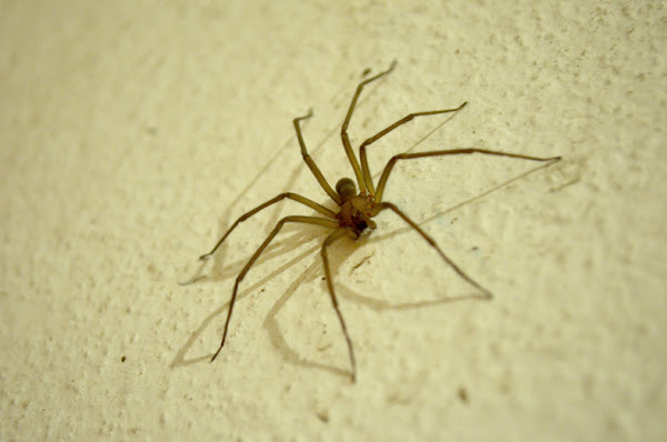 Chilean recluse | Project Noah