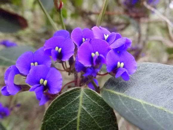Purple coral pea | Project Noah