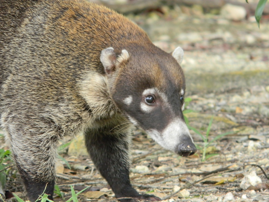 coatí de nariz blanca - pisote - antón - white-nosed coati | Project Noah