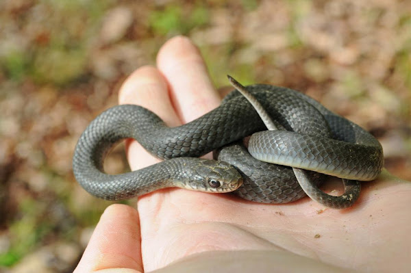 Southern black racer (juvenile) | Project Noah