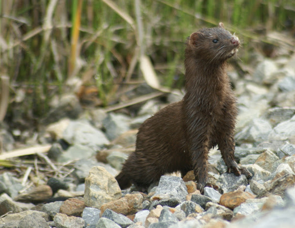 American Mink | Project Noah
