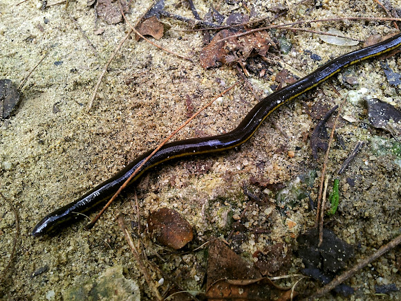 Yellow-banded Caecilian | Project Noah