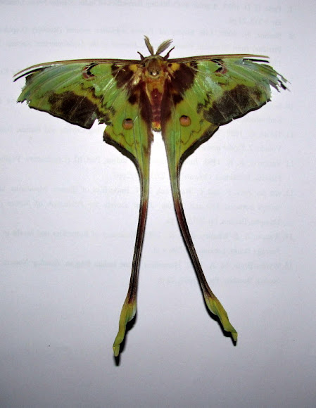 Malaysian Moon Moth | Project Noah
