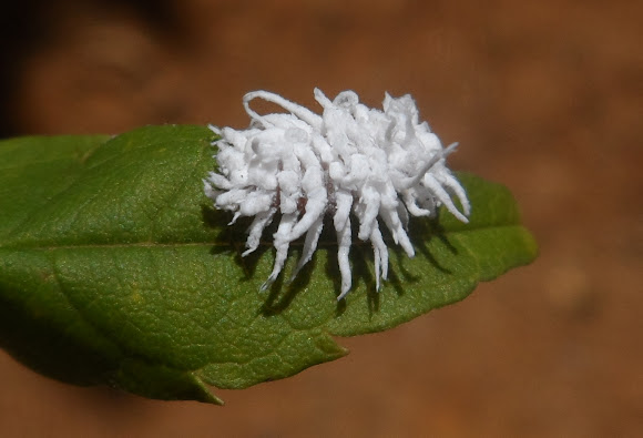 Cryptolaemus montrouzieri larva | Project Noah