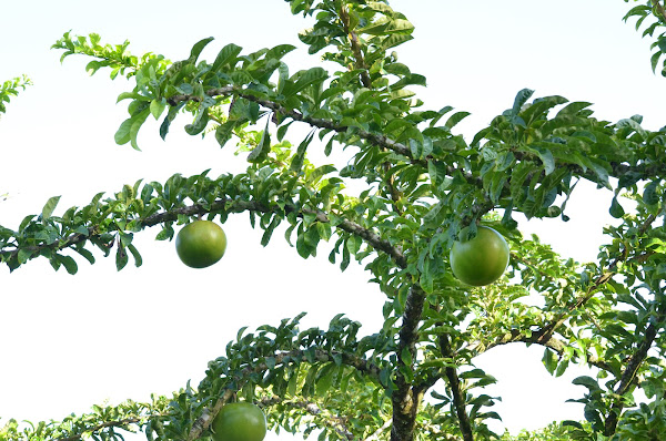 Gourd tree | Project Noah