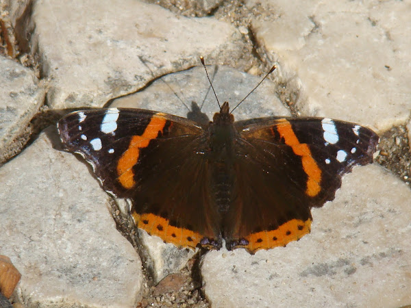 Red Admiral | Project Noah