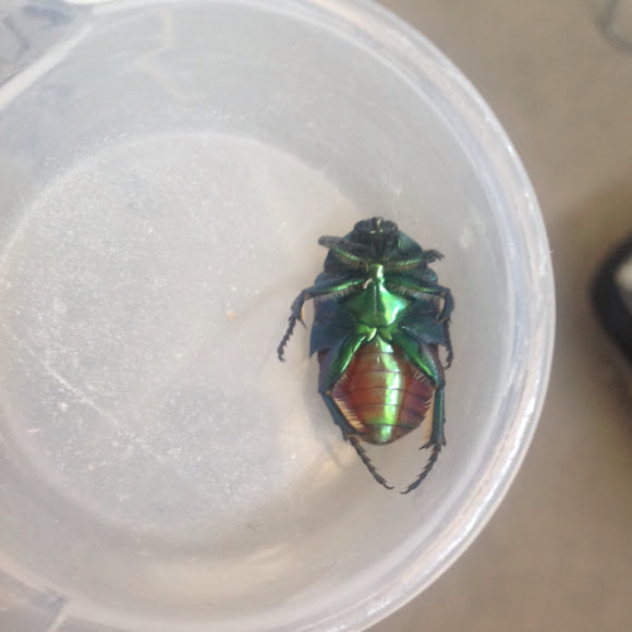 Figeater beetle | Project Noah