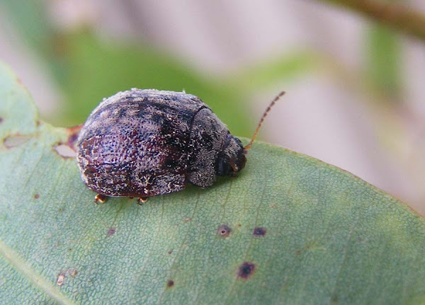 Gum Nut Leaf Beetle | Project Noah