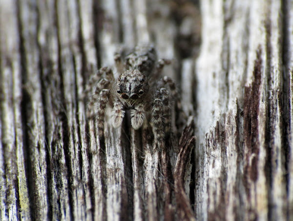 Bark Jumping Spider | Project Noah