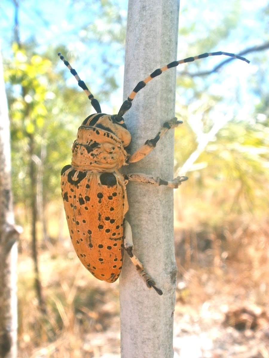 Leopard Longicorn Beetle | Project Noah