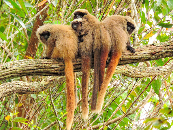 Guigó | Project Noah