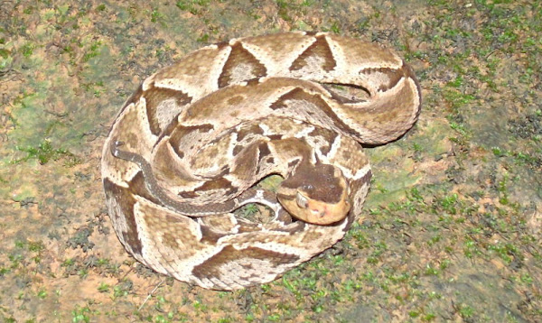 Fer-de-Lance | Project Noah