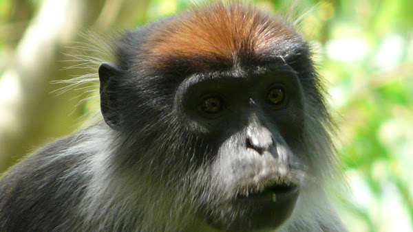 Eastern Red Colobus | Project Noah