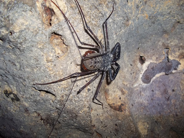 Guabá (Tailless Whipscorpion) | Project Noah