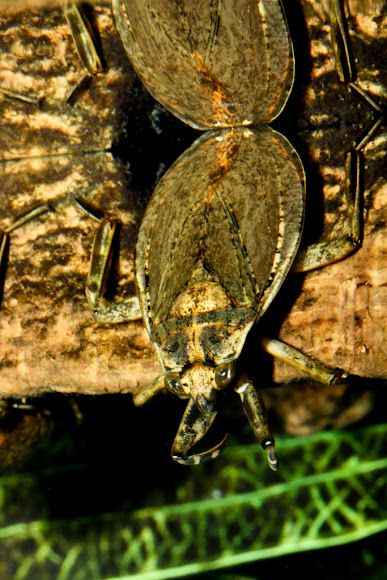 Giant Water Bug | Project Noah
