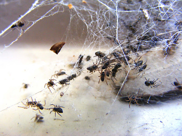 Black House Spiders | Project Noah