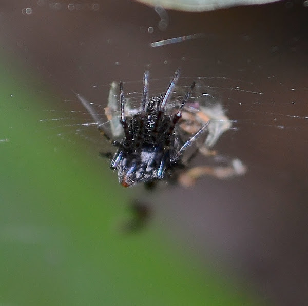 Garbage line spider | Project Noah