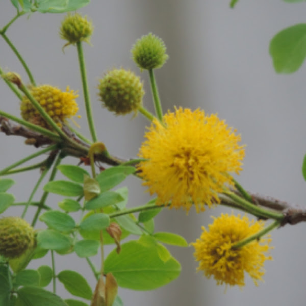 Goldenball Lead Tree | Project Noah