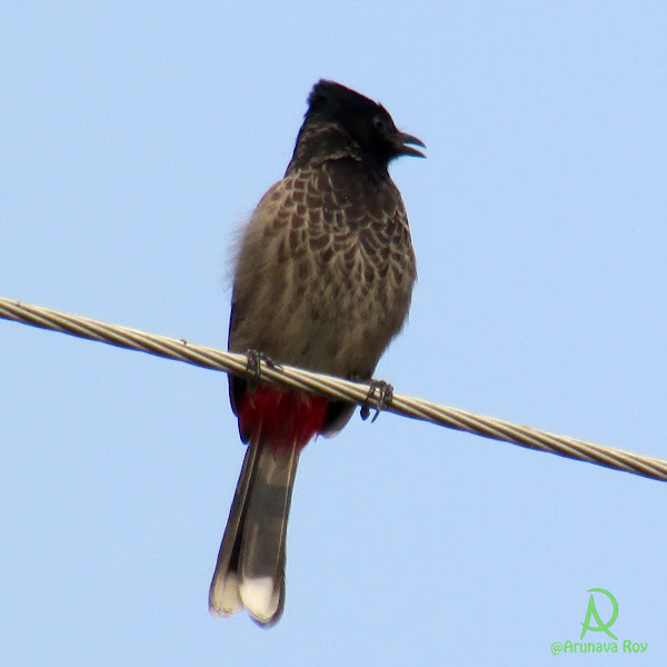 Red-vented bulbul | Project Noah