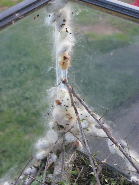 Eastern Tent Caterpillar-Moth | Project Noah