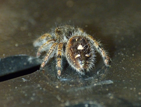 Bold jumping spider | Project Noah