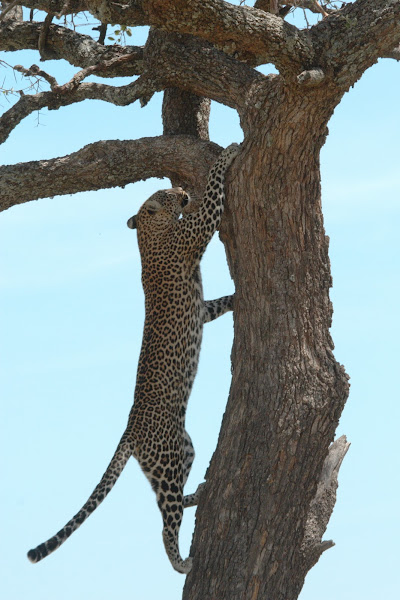 Leopard | Project Noah