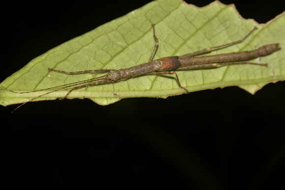 Stick Insect, Phasmid - Female | Project Noah