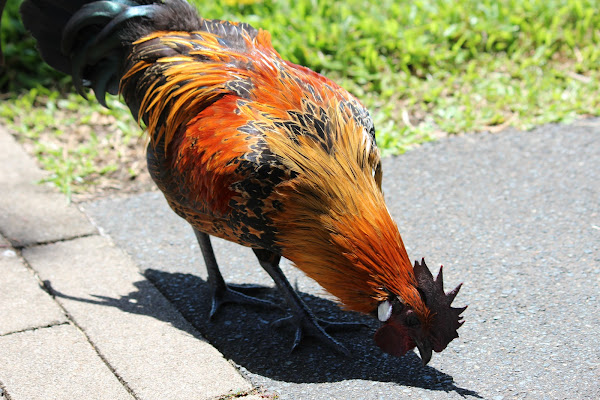 Rooster | Project Noah