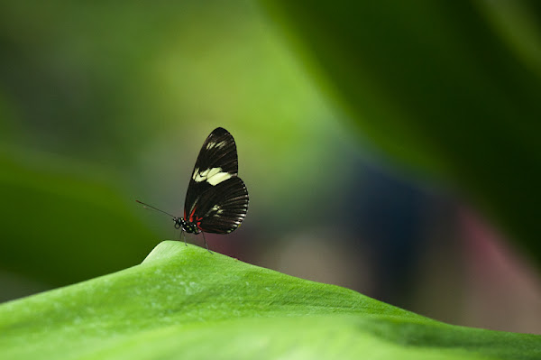 Doris Longwing | Project Noah