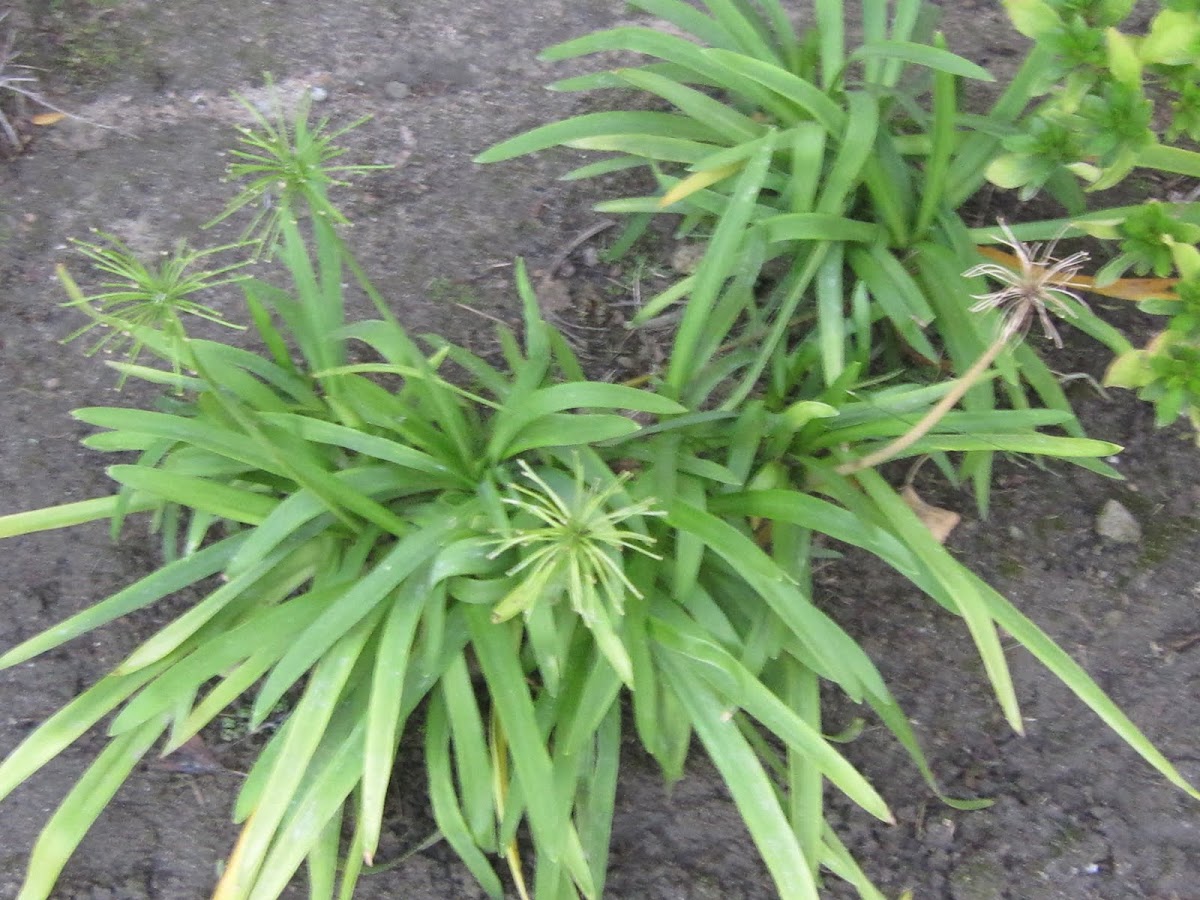 Plant | Project Noah