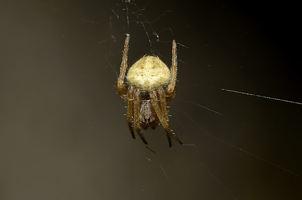 Spider | Project Noah