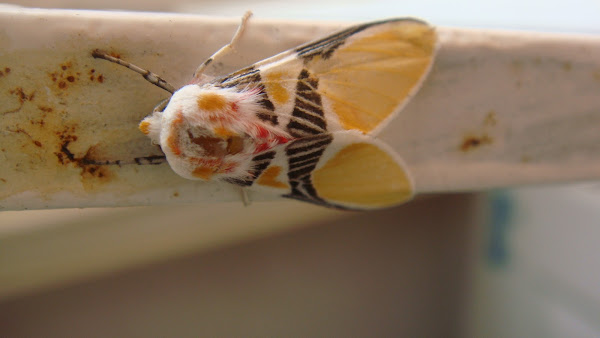 Polilla cara de payaso | Project Noah