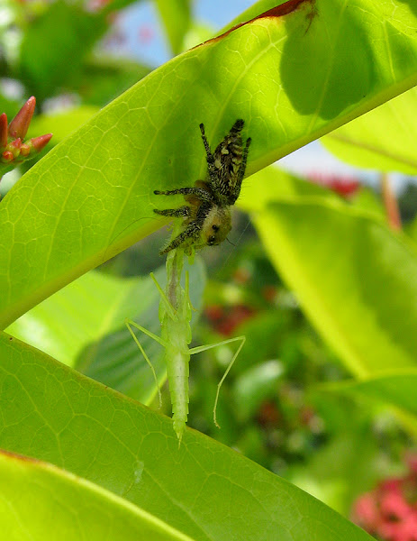 Heavy Jumping Spider | Project Noah