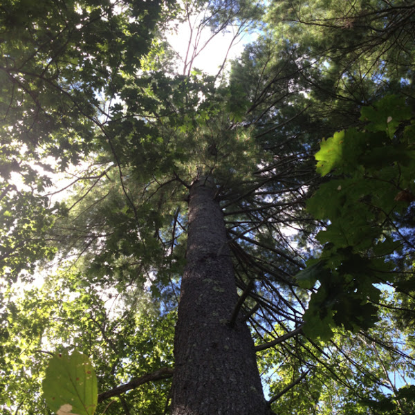 White Pine | Project Noah