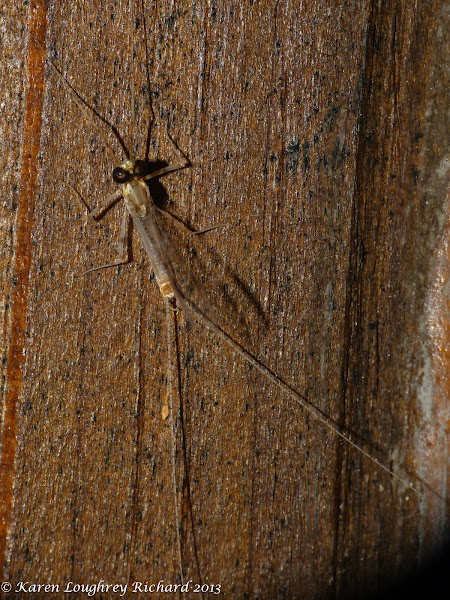 Mayfly | Project Noah