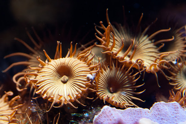 Giant Sun Polyp | Project Noah