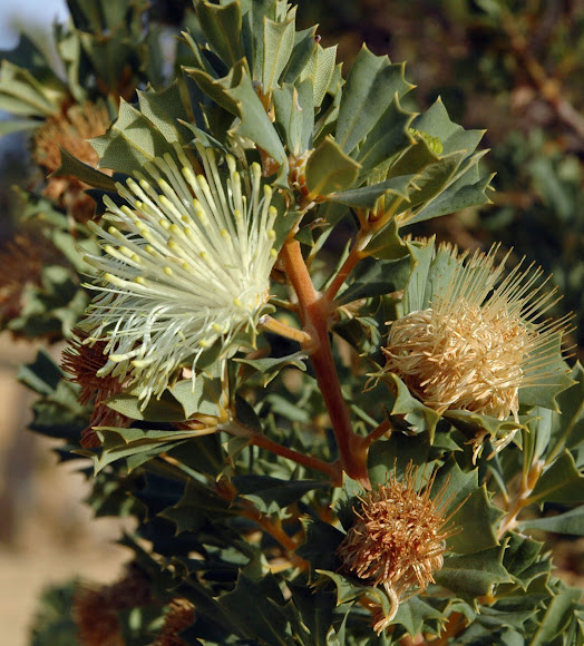 Parrot bush | Project Noah