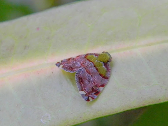 Ricaniid planthopper | Project Noah