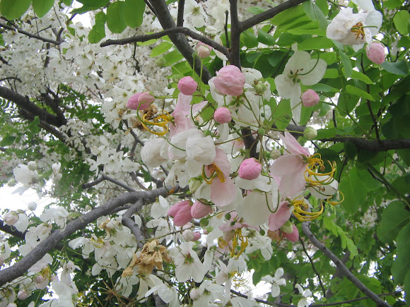 Palawan Cherry | Project Noah