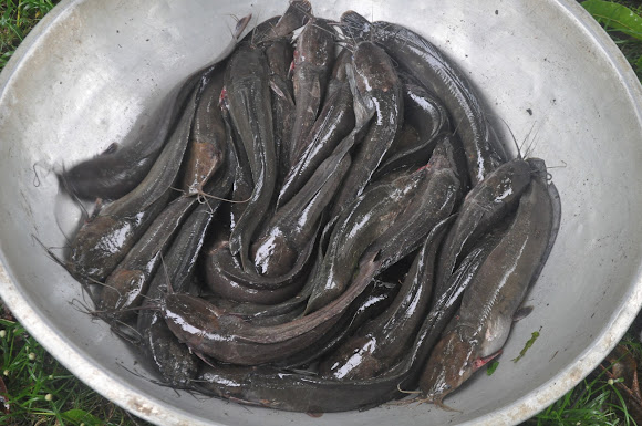 Walking Catfish | Project Noah