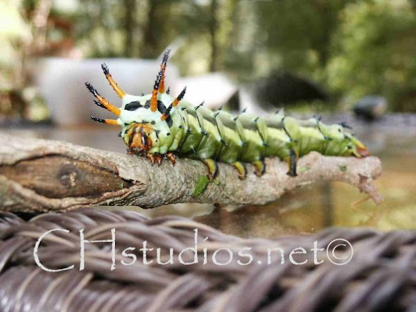 Hickory Horned Devil Catepillar | Project Noah