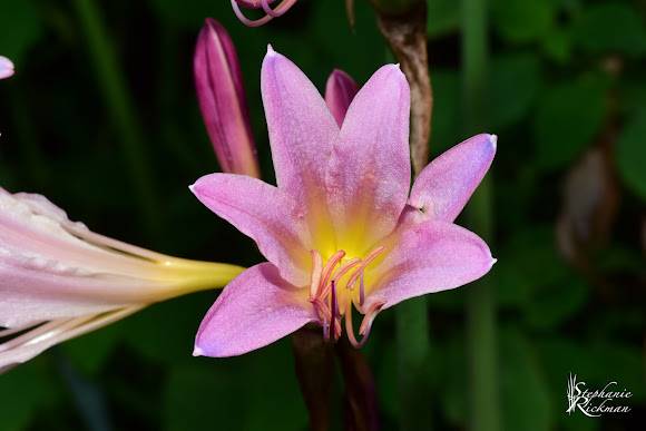 Resurrection Lilly | Project Noah