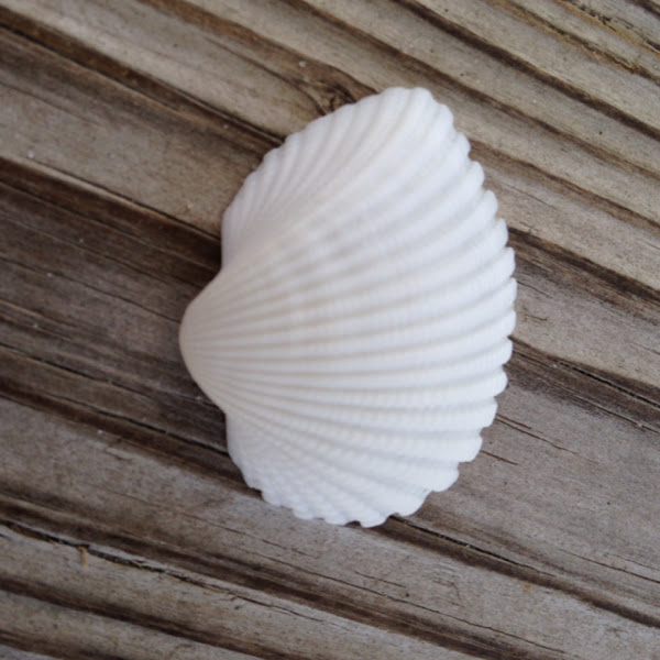 Transverse Ark | Project Noah