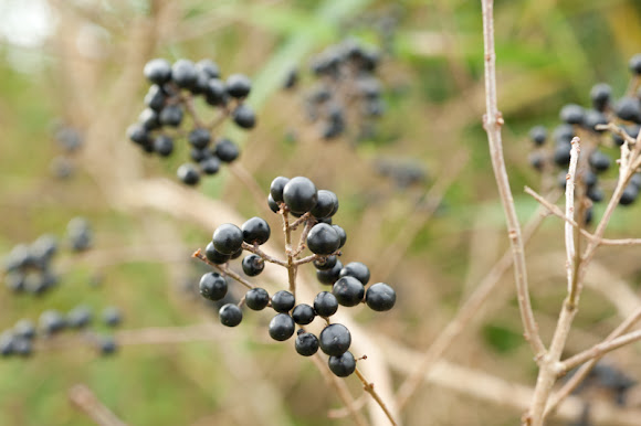 Wild Privet | Project Noah