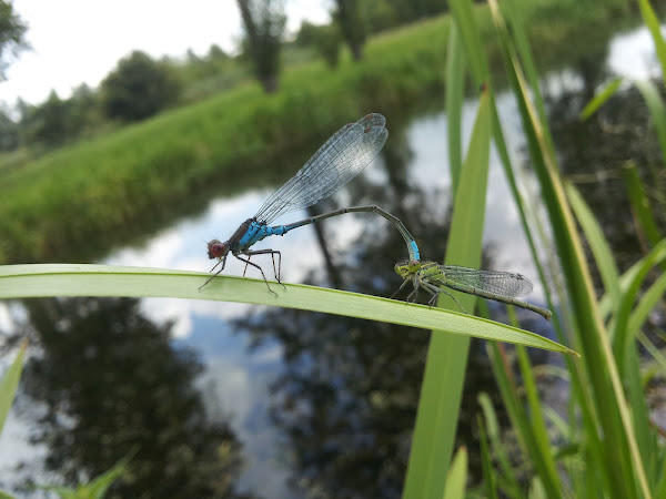 Small Red-eyed Damselfly | Project Noah