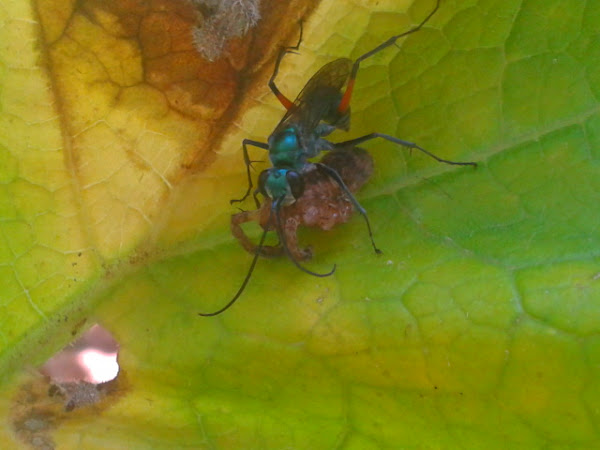 emerald cockroach wasp or jewel wasp | Project Noah