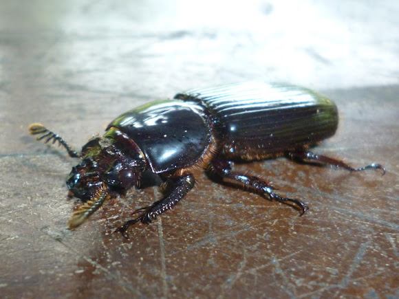 Bess beetle | Project Noah