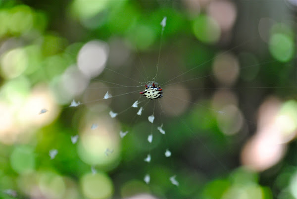 Spiny Back Orb Weaver | Project Noah