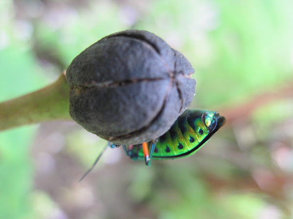 Asian jewel bug | Project Noah