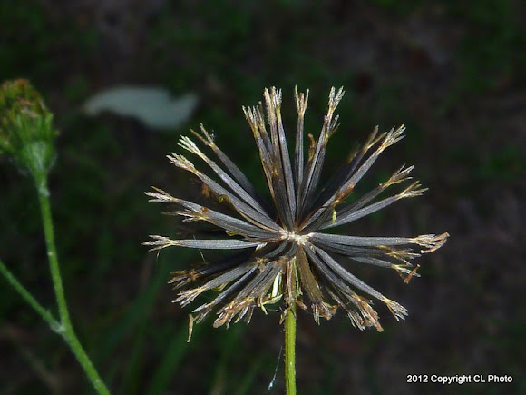 Farmers Friend or Cobblers Pegs | Project Noah